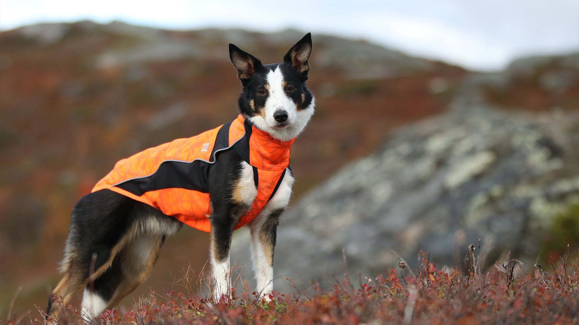 Dog Dog Coats Dog Jumpers – Back on Track